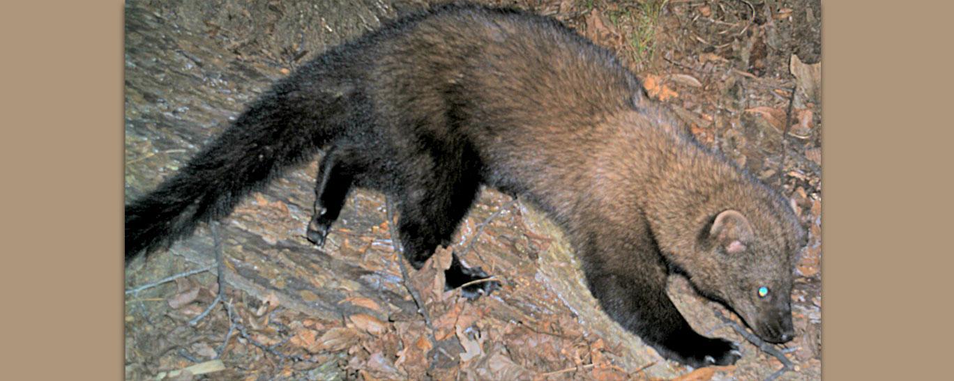 Fisher Hunting and Trapping | North Dakota Game and Fish