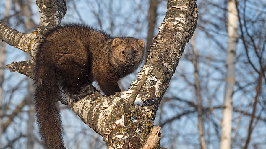 Fisher Breeding Season | North Dakota Game and Fish