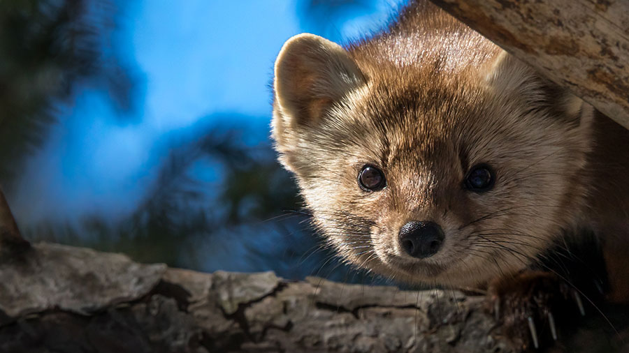 American Marten Breeding Season | North Dakota Game and Fish