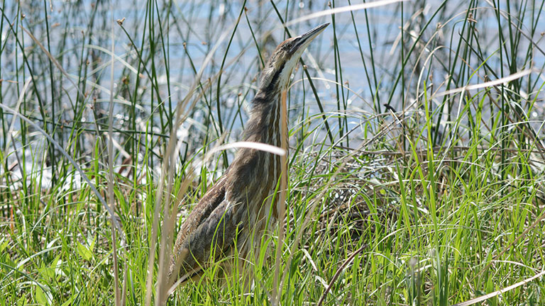 American Bittern Depart for Winter | North Dakota Game and Fish