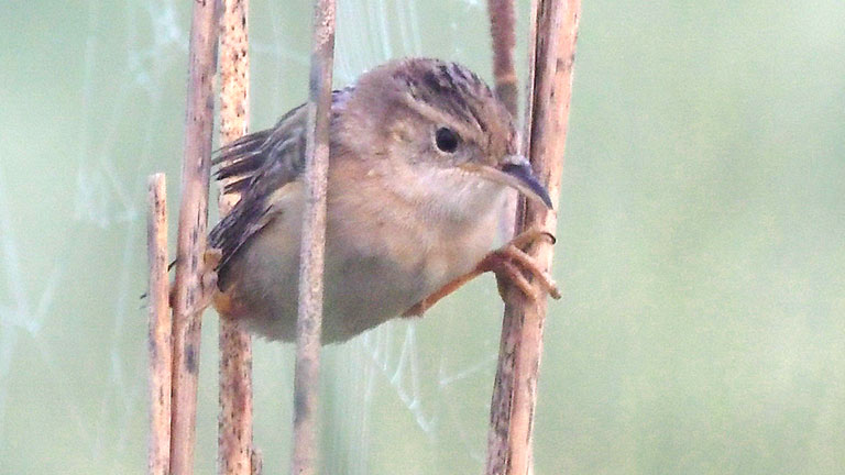 Sedge Wrens Return | North Dakota Game and Fish