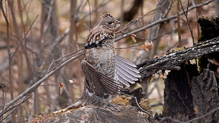Ruffed Grouse Drumming | North Dakota Game and Fish