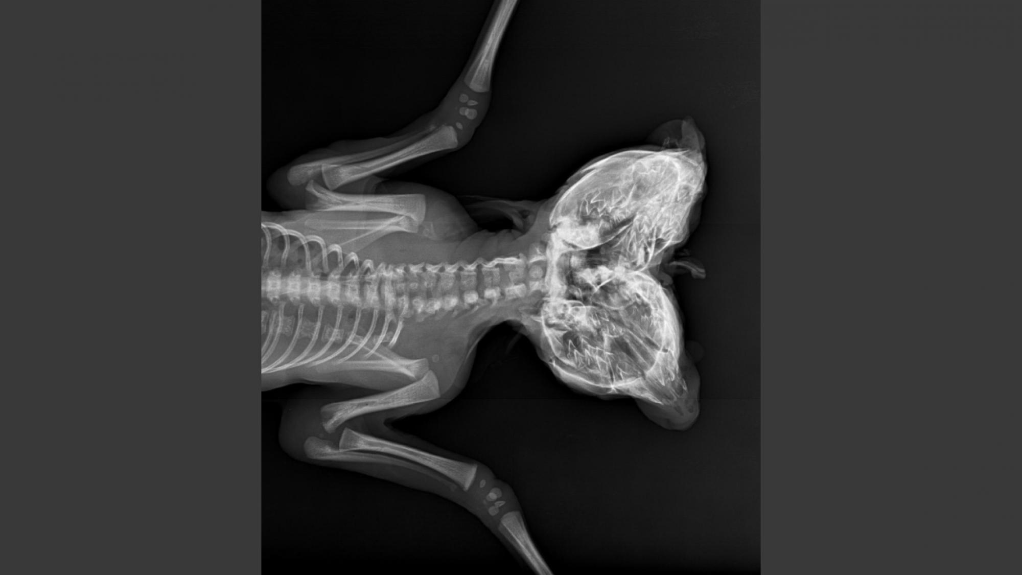 Two-Headed Deer Fetus | North Dakota Game and Fish