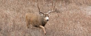 Where to Hunt | North Dakota Game and Fish