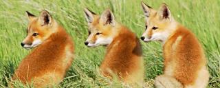 Red Fox | North Dakota Game and Fish