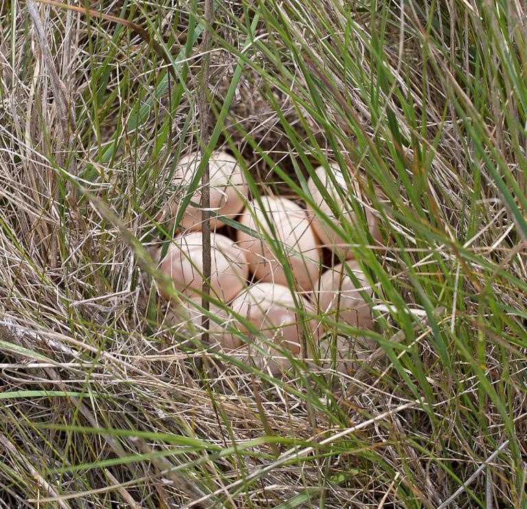 Focus on Grasslands in a Prairie State | North Dakota Game and Fish