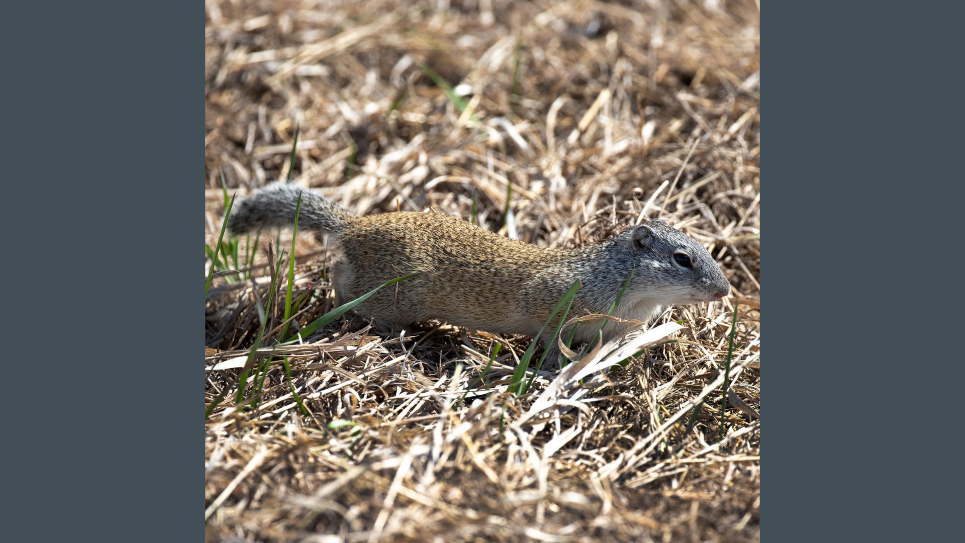 North Dakota Ground Squirrels | North Dakota Game and Fish