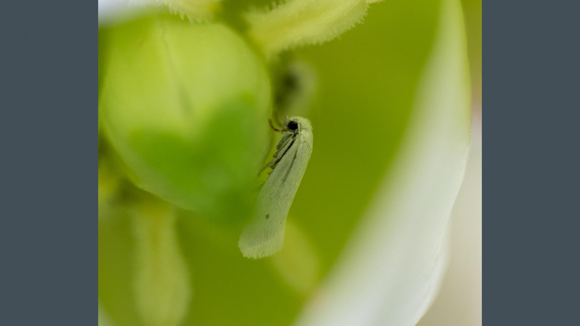 Yucca Moths | North Dakota Game and Fish