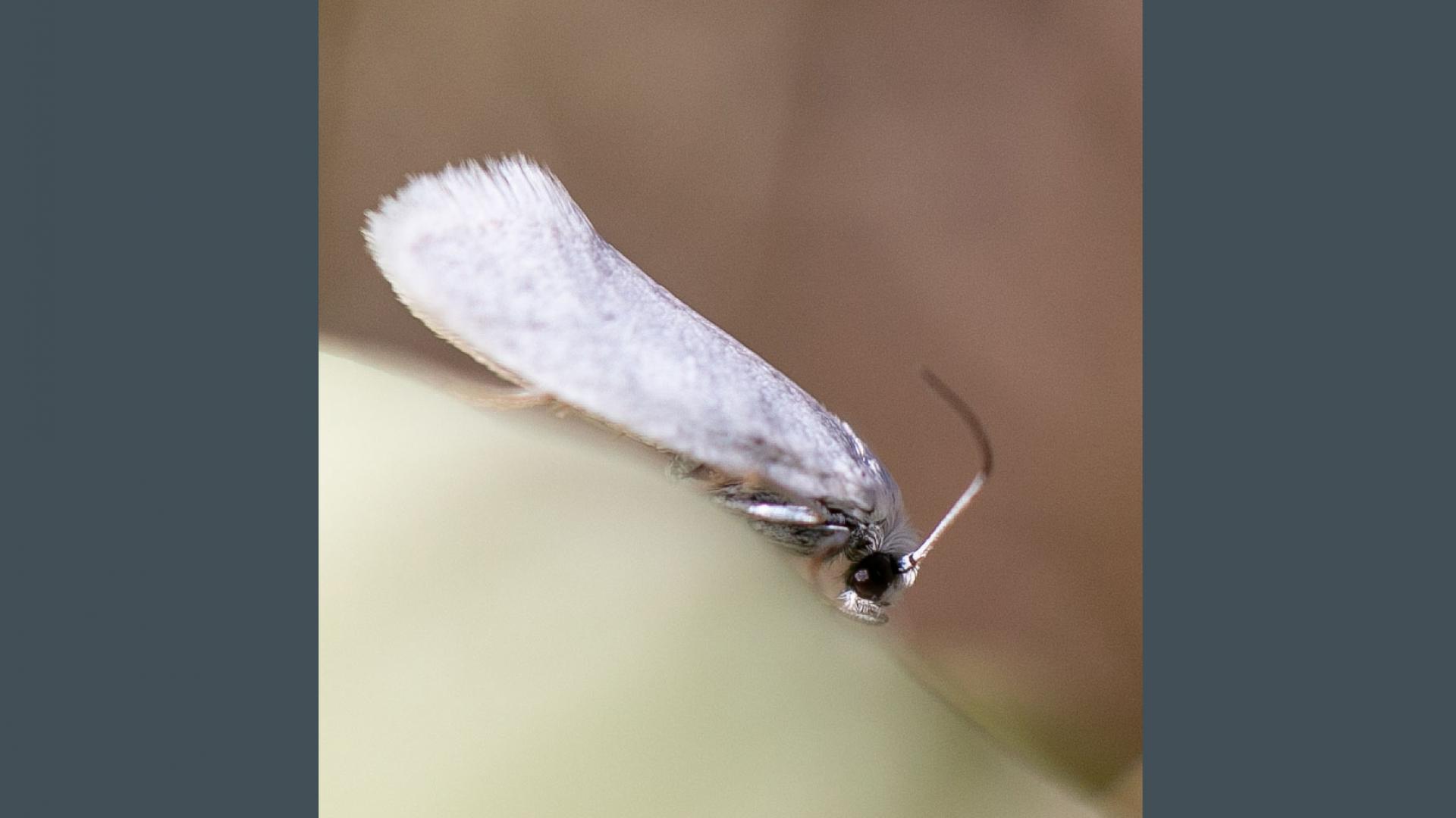 Yucca Moths | North Dakota Game and Fish