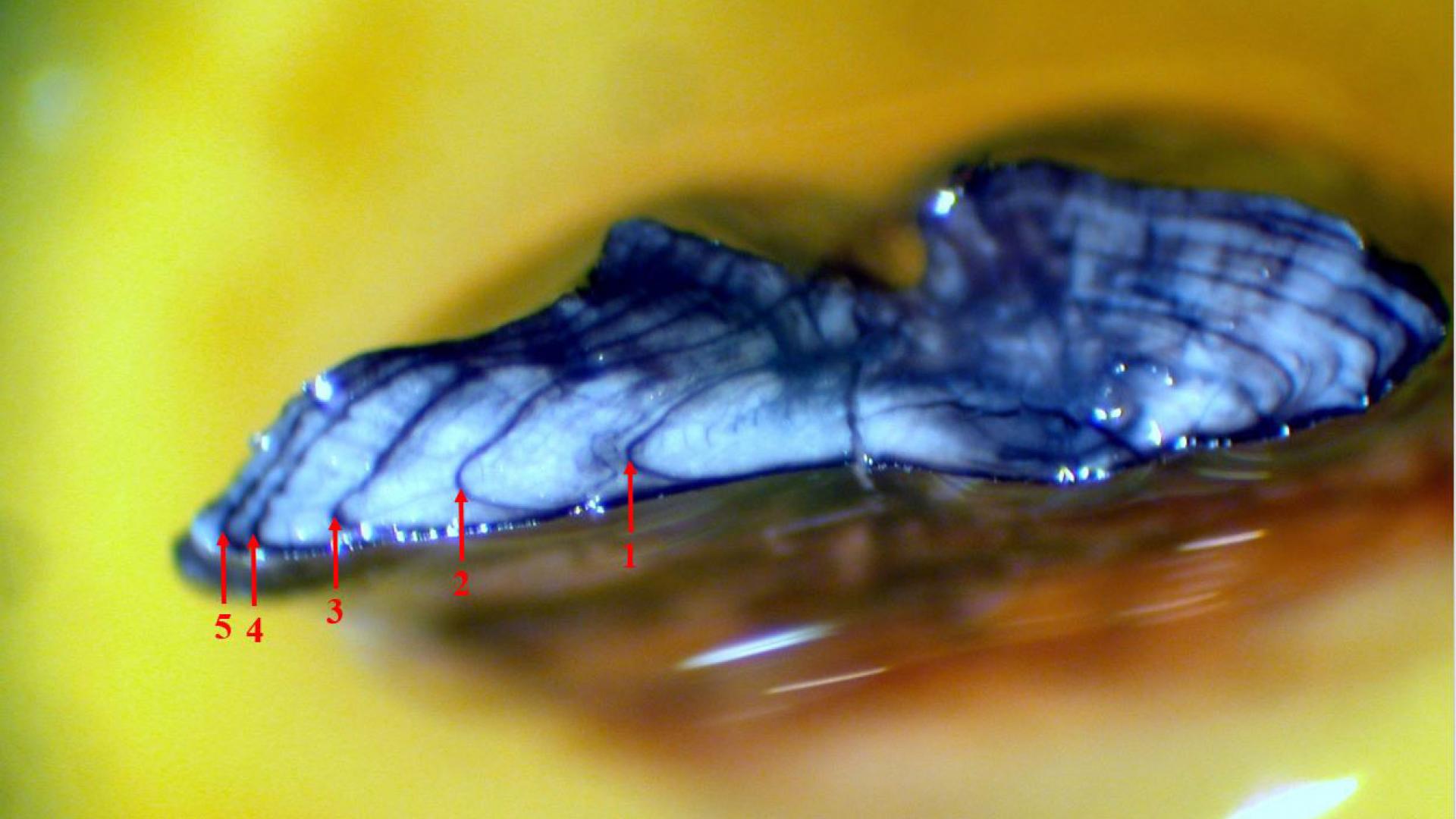 Aging Fish | North Dakota Game and Fish