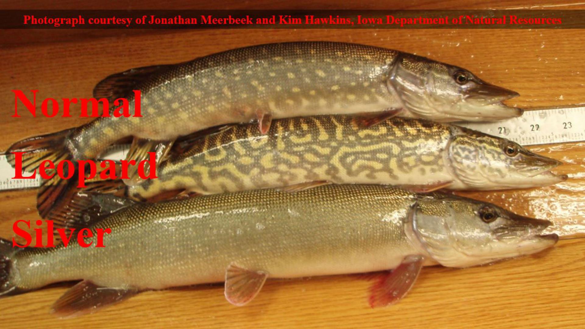 Leopard Pike? | North Dakota Game and Fish