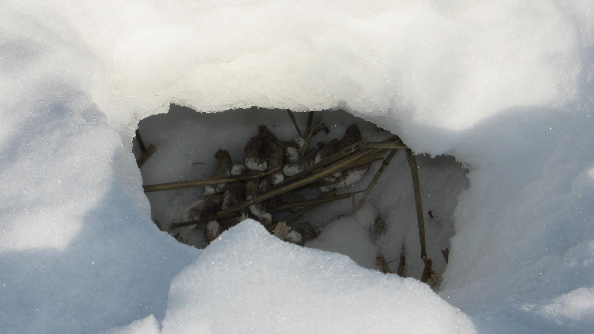 Sharp-tailed Grouse and Snow Caves | North Dakota Game and Fish